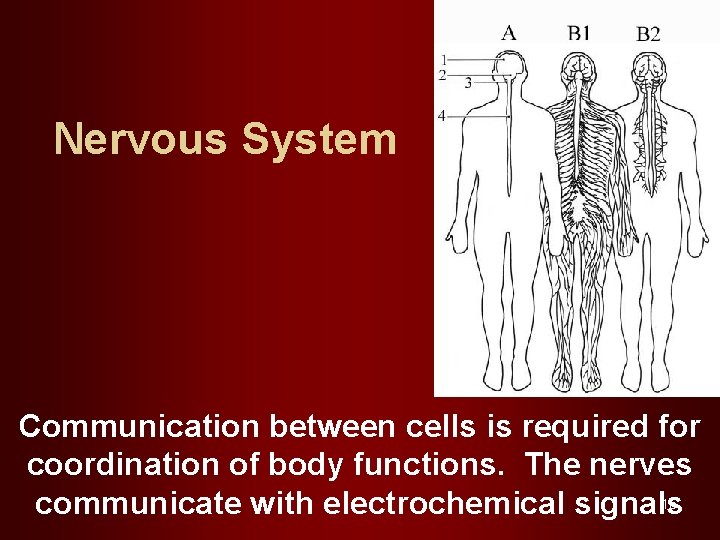 Human Health Anatomy and Physiology a very brief