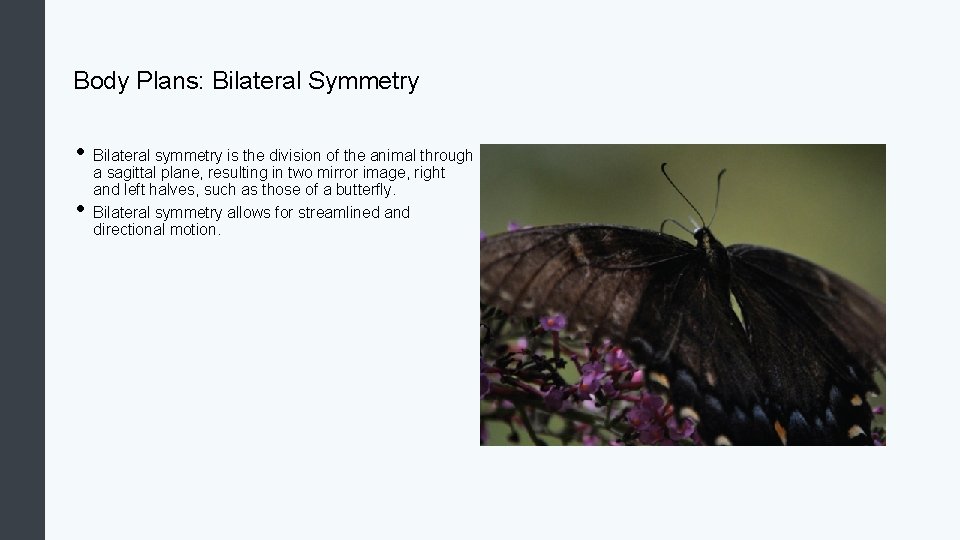 Biology II for NonMajors Features of the Animal
