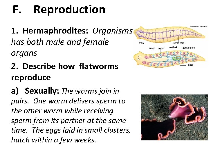 Simple Invertebrates Chapters 26 and 27 III Hydras