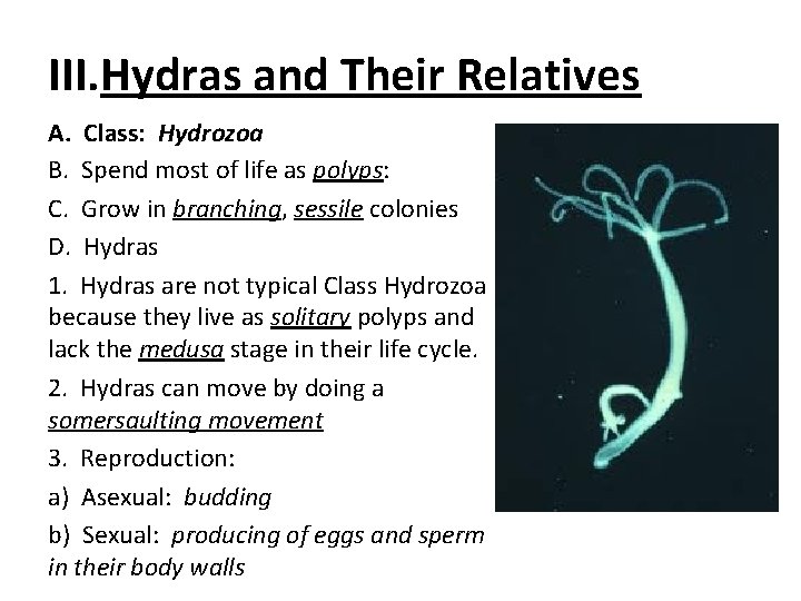 Simple Invertebrates Chapters 26 and 27 III Hydras