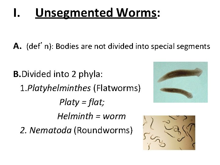 Simple Invertebrates Chapters 26 and 27 III Hydras