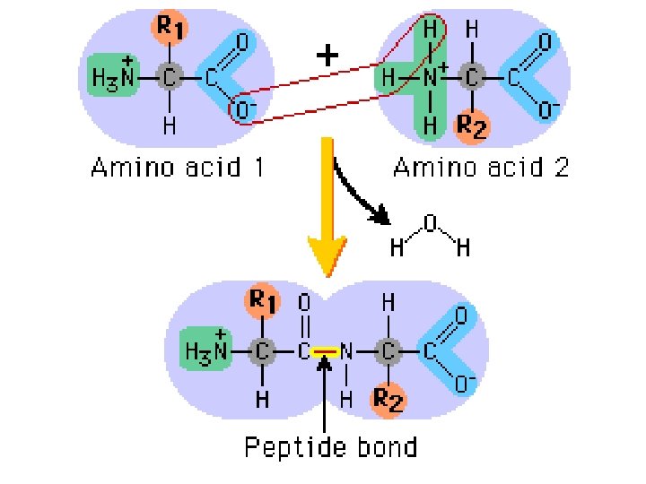 PROTEINS Proteins Composed mainly of Carbon Hydrogen Nitrogen