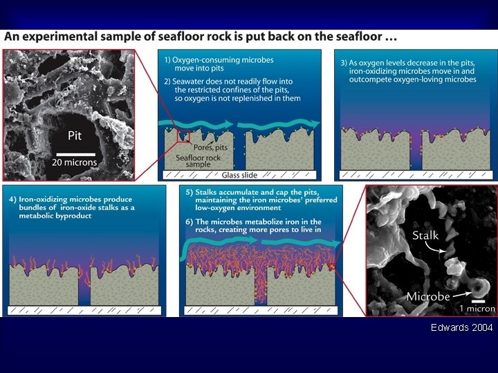 Emerging Views of Sediment Buried Ocean Basement Biosphere