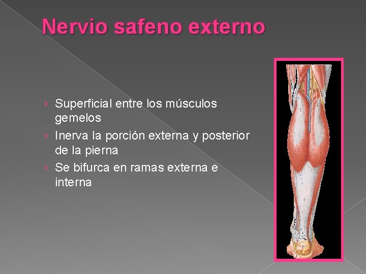 Msculos Miembro Inferior Ariana Brenes Garita Msculos anteriores