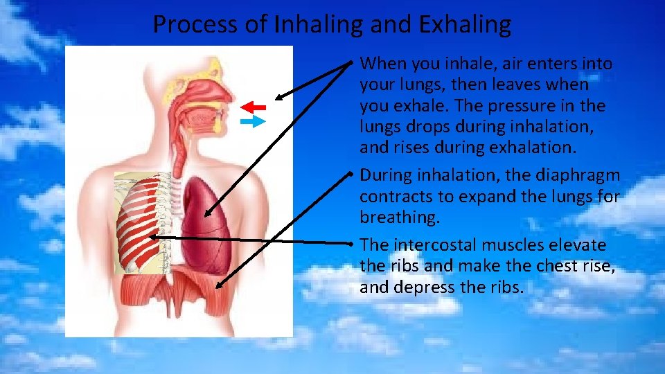 The Respiratory System By Ryan Dimmig Spencer Valdez