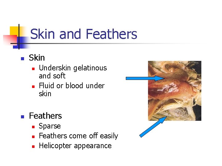 Diseases of Game Birds of Public Health Importance