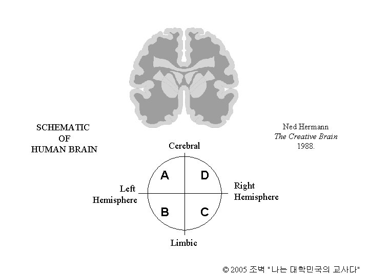 SCHEMATIC OF HUMAN BRAIN Ned Hermann The Creative