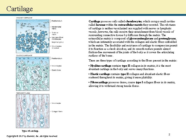 Chapter 7 Cartilage and Bone Textbook of Histology