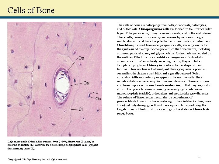 Chapter 7 Cartilage and Bone Textbook of Histology