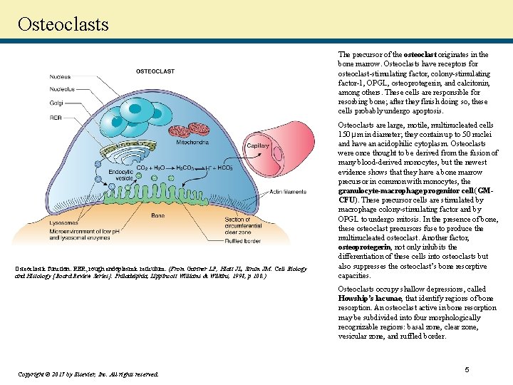 Chapter 7 Cartilage and Bone Textbook of Histology