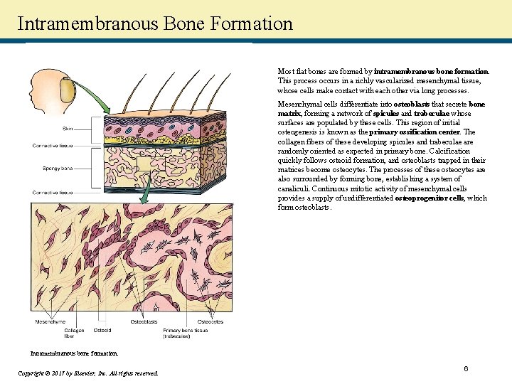 Chapter 7 Cartilage and Bone Textbook of Histology