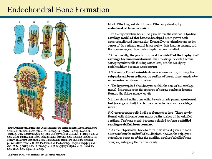 Chapter 7 Cartilage and Bone Textbook of Histology