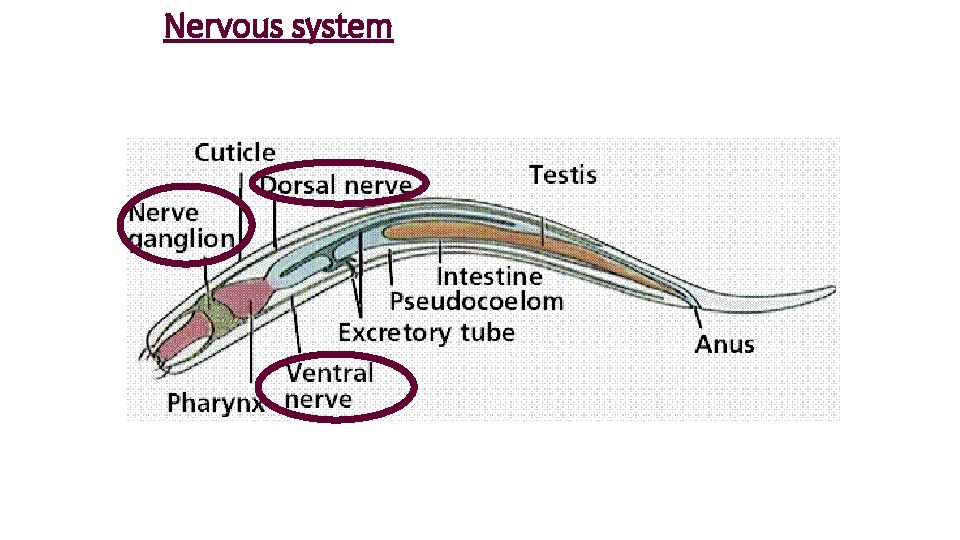 Medical Helminthology Termatoda Cestoda Nematoda PHYLUM NEMATHELMINTHES ...