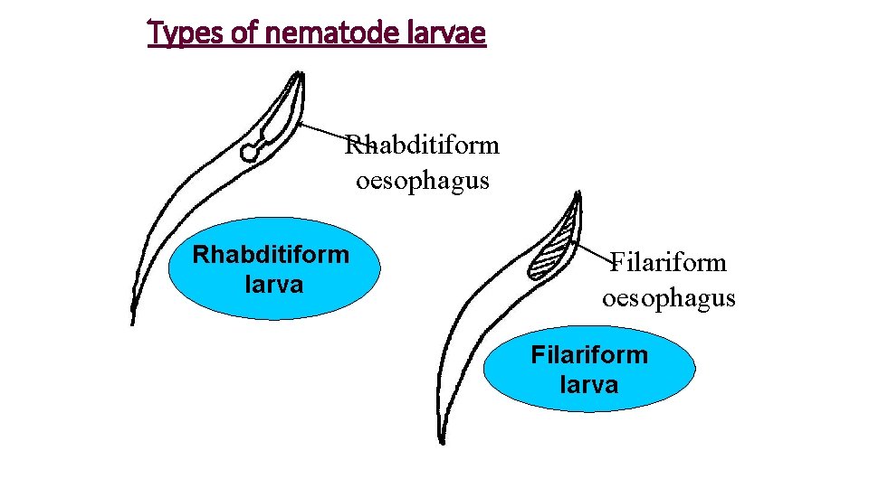 Medical Helminthology Termatoda Cestoda Nematoda PHYLUM NEMATHELMINTHES ...