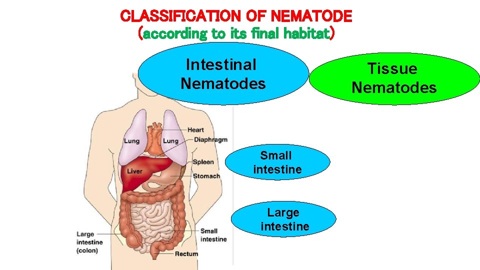 Medical Helminthology Termatoda Cestoda Nematoda PHYLUM NEMATHELMINTHES ...