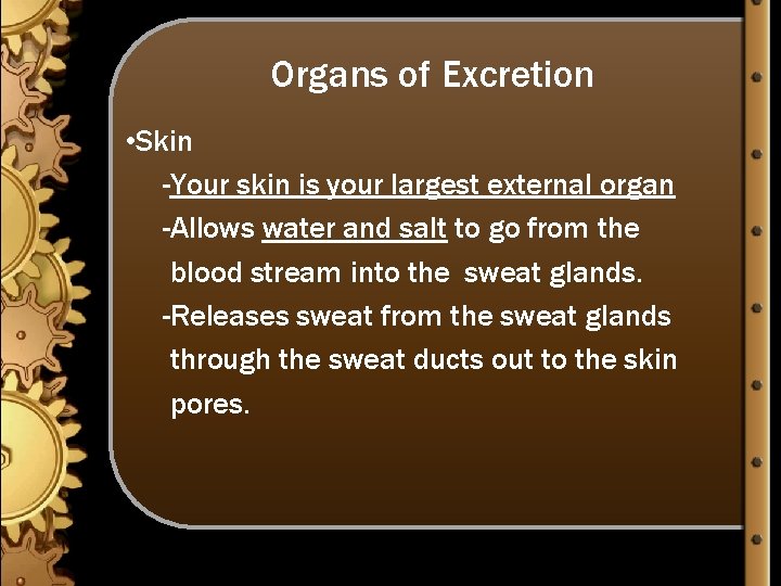 The Excretory System Mr Kasak The Excretory System