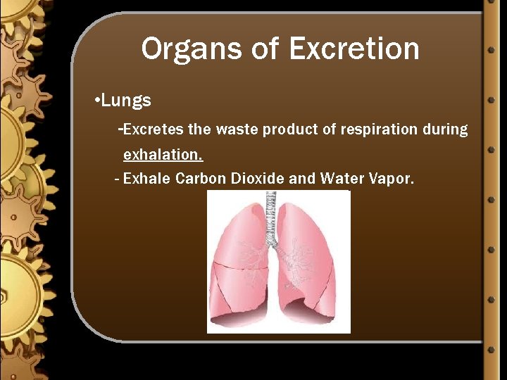 The Excretory System Mr Kasak The Excretory System