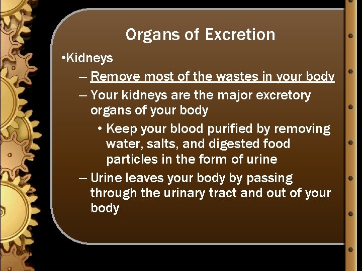 The Excretory System Mr Kasak The Excretory System