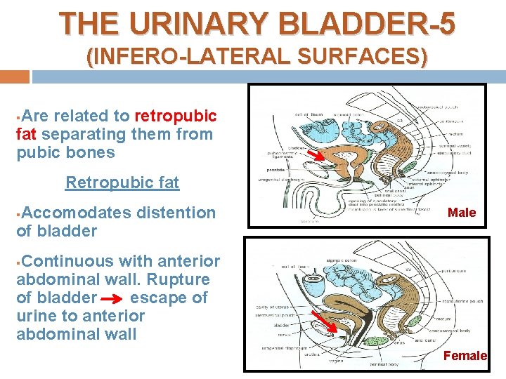 URETERS URINARY BLADDER URETHRA Prof Ahmed Fathalla OBJECTIVES