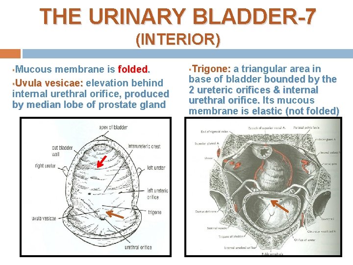 URETERS URINARY BLADDER URETHRA Prof Ahmed Fathalla OBJECTIVES