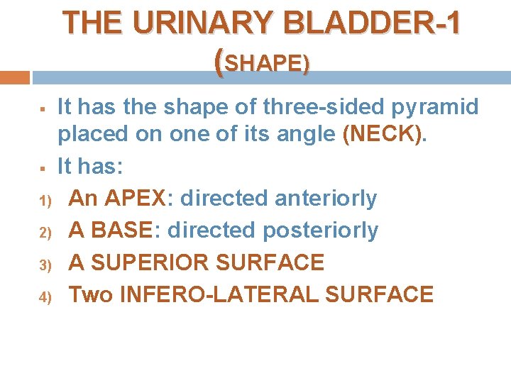 URETERS URINARY BLADDER URETHRA Prof Ahmed Fathalla OBJECTIVES