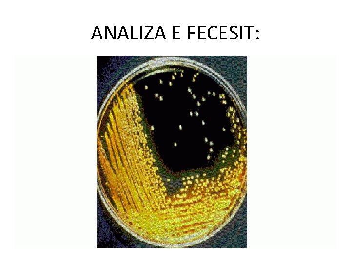 SH M MDR ALI SOKOLI PUNIM SEMINARIK LENDA