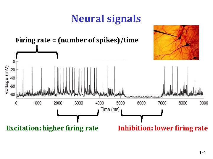 Early Processing in Biological Vision Analyzing intensity changes
