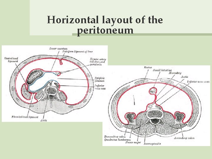 The Abdomen Surface Anatomy Vessels Muscles and Peritoneum