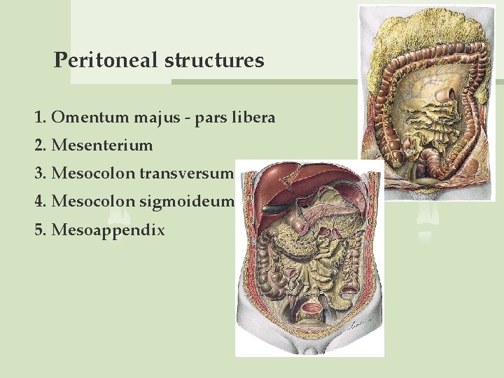 The Abdomen Surface Anatomy Vessels Muscles and Peritoneum