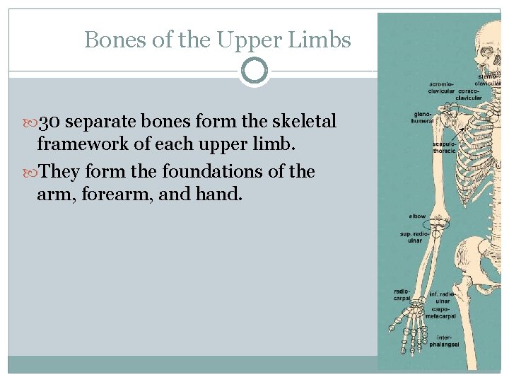 Skeletal Notes Part 5 Bony Thorax The bony