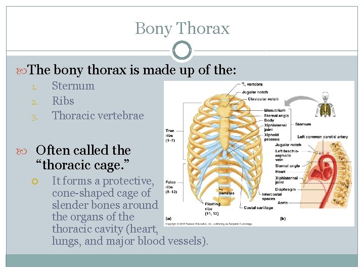 Skeletal Notes Part 5 Bony Thorax The bony