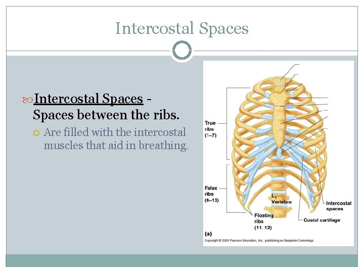 Skeletal Notes Part 5 Bony Thorax The bony