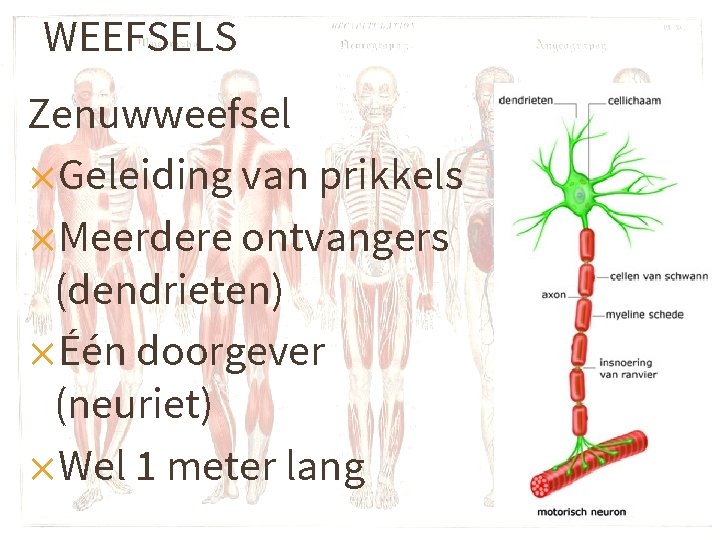 ANATOMIE FYSIOLOGIE PATHOLOGIE Cellen en Weefsels INHOUD LES