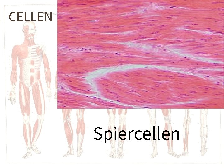 ANATOMIE FYSIOLOGIE PATHOLOGIE Cellen en Weefsels INHOUD LES