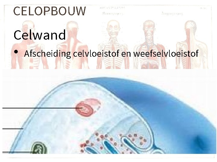 ANATOMIE FYSIOLOGIE PATHOLOGIE Cellen en Weefsels INHOUD LES