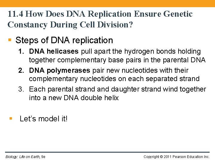 DNA RNA Protein Adapted from Lecture Outlines by