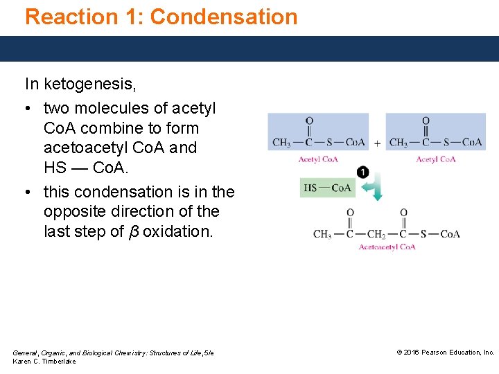 24 4 Ketogenesis and Ketone Bodies The accumulation