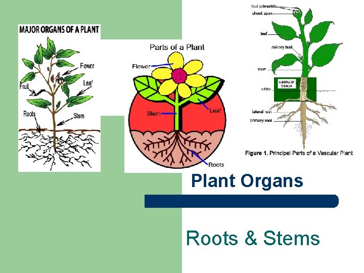 Plant Organs Roots Stems I Roots A Fxs