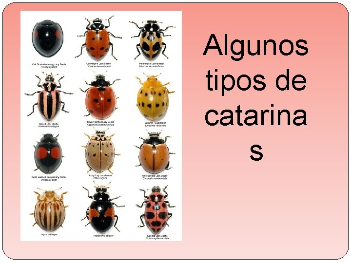 CATARINA DESCRIPCIN GENERAL Familia Coccinellidae familia de insectos