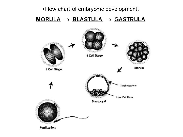 Fertilization and Development Regents Biology OBJECTIVES Upon completion