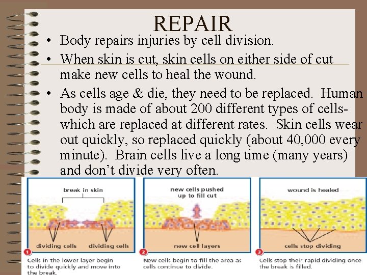 CELL DIVISION BIG IDEA organisms grow reproduce maintain