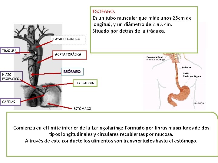 ANATOMIA APARATO DIGESTIVO El aparato digestivo es un