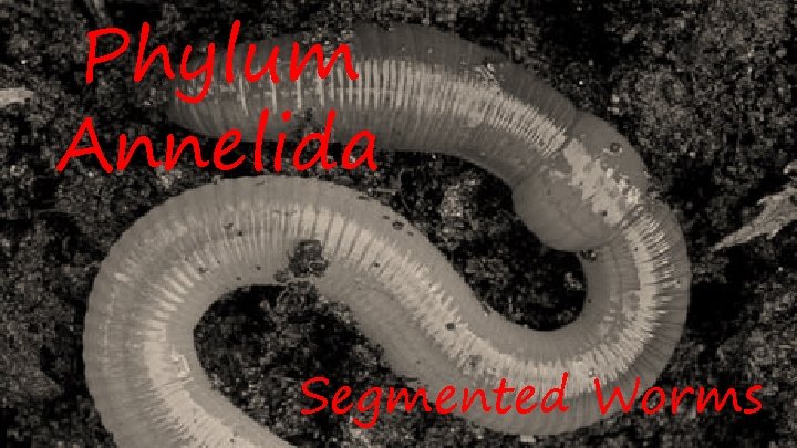 Phylum Annelida Segmented Worms Phylum Annelida Metameric Body