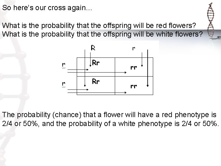Mendel Probability Heredity GREGOR MENDEL The Father of