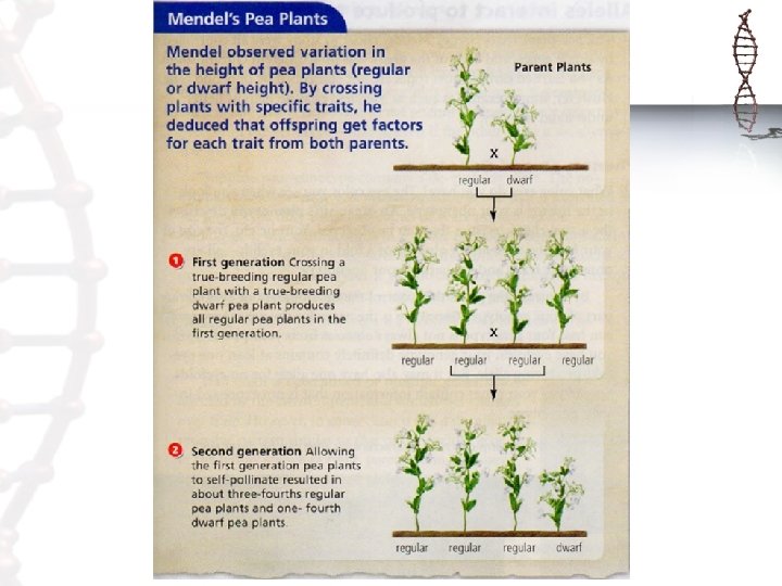 Mendel Probability Heredity GREGOR MENDEL The Father of