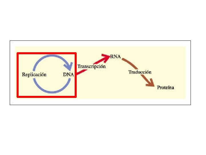 Veamos rapidamente el ciclo celular Fase G 1