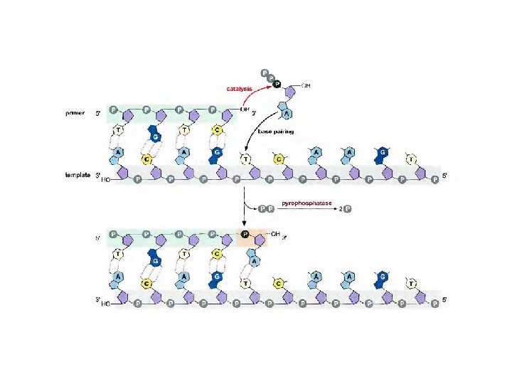 Veamos rapidamente el ciclo celular Fase G 1