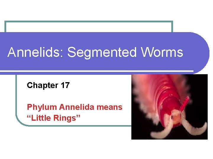 Annelids Segmented Worms Chapter 17 Phylum Annelida means