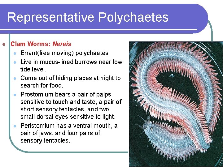 Annelids Segmented Worms Chapter 17 Phylum Annelida means
