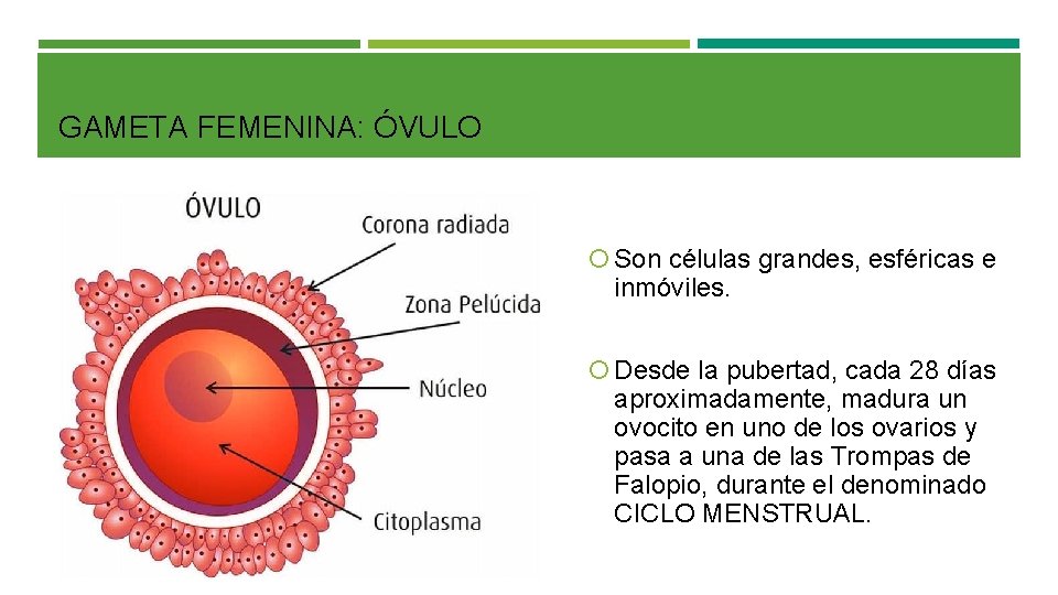 FECUNDACIN Caractersticas de las gametas femeninas y masculinas
